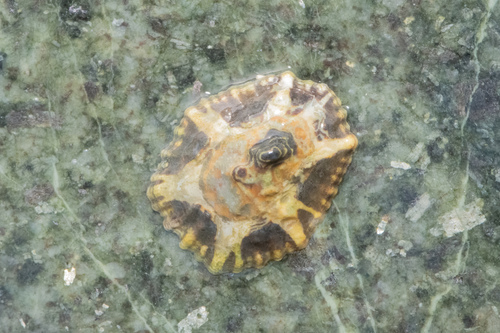 Patelloida saccharinoides · iNaturalist Guatemala