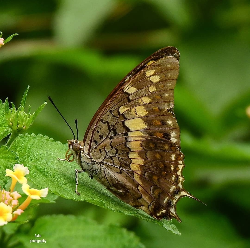 Black Rajah from Bellary on July 16, 2020 by ashwini h · iNaturalist