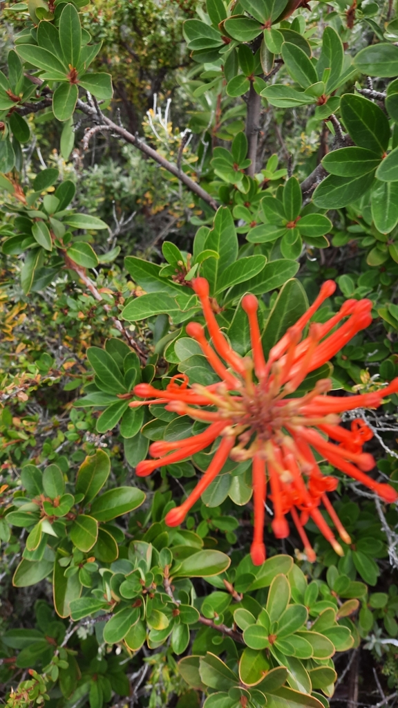 Chilean fire bush from Ushuaia, Tierra del Fuego, Argentina on February ...