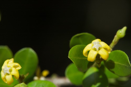 Secamone buxifolia · iNaturalist