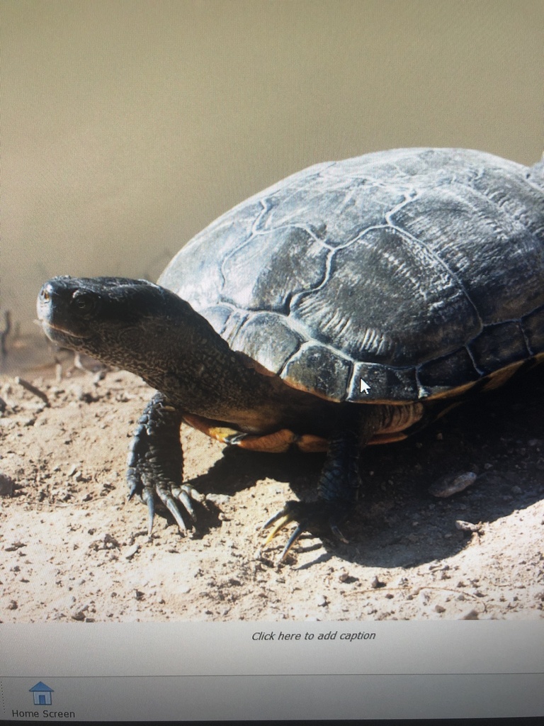 Pond Slider from Santa Rosa Park, Tucson, AZ, US on February 18, 2022 ...