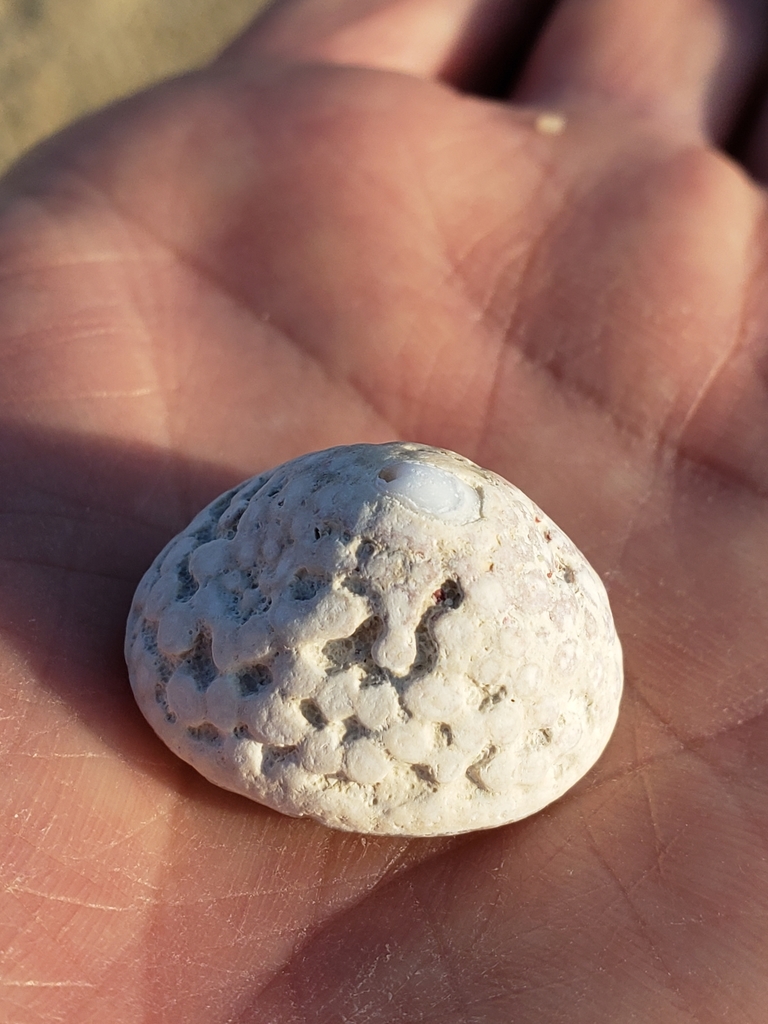 Whitecap Limpet from Asilomar State Beach, Monterey County, US-CA, US ...