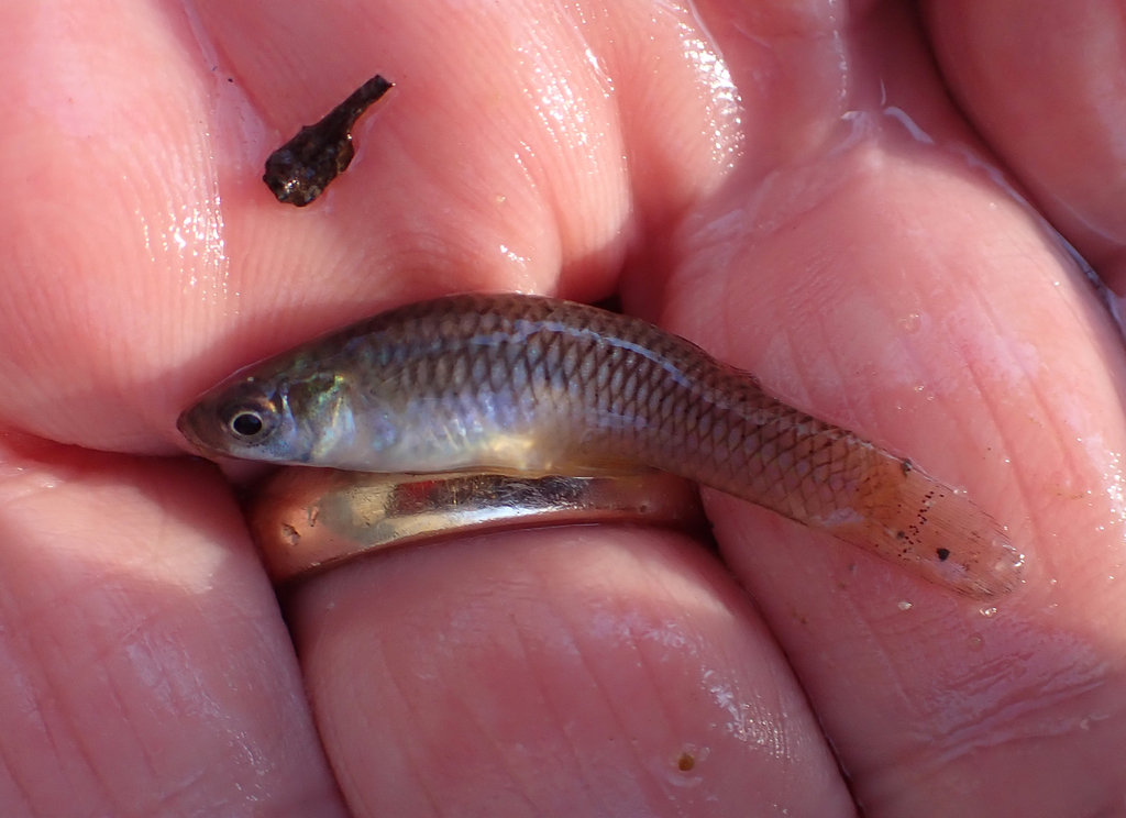 Western Mosquitofish from Jasper County, TX, USA on February 18, 2022 ...