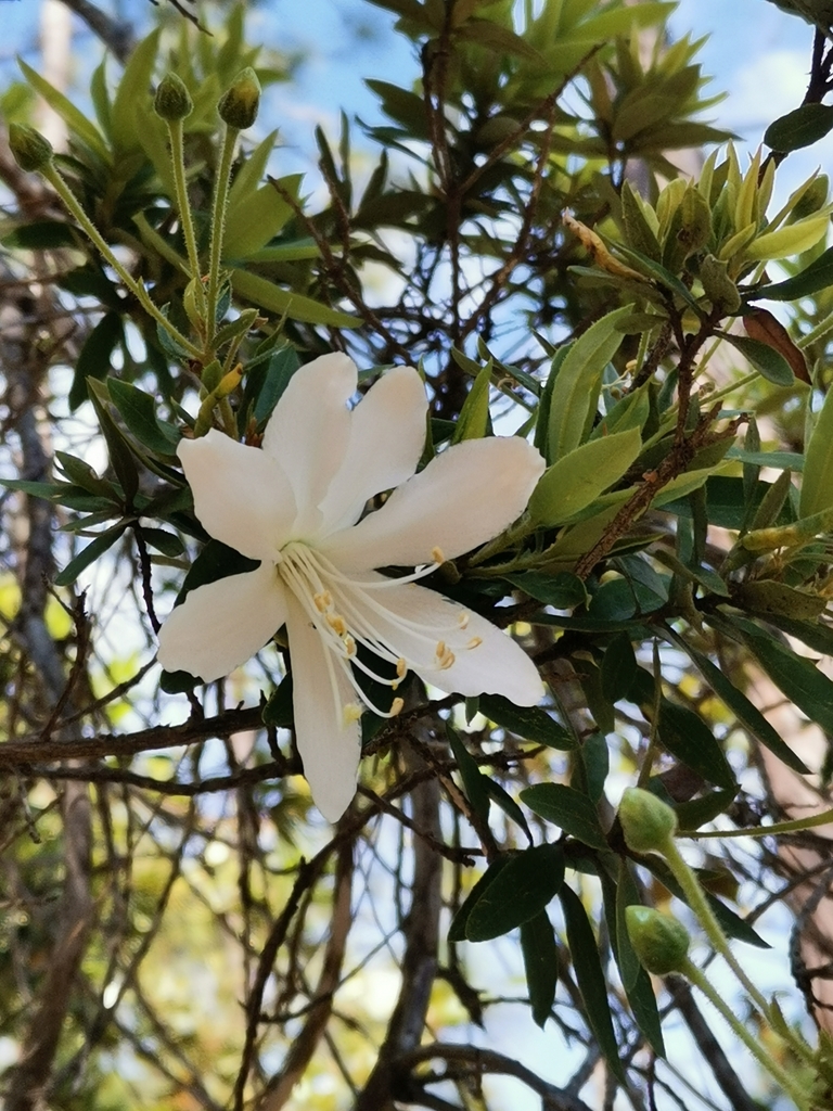 Bejaria aestuans in December 2021 by Michelle Xicotencatl Lozano ...