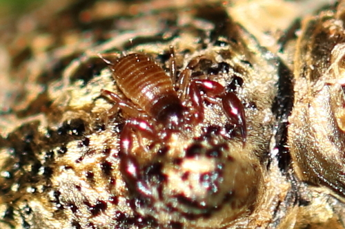 Genus Lophochernes · iNaturalist