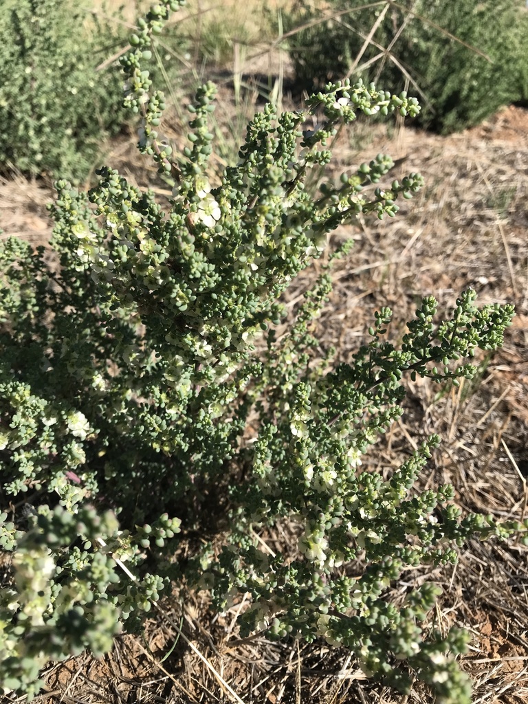 Short-leaf Bluebush from Whiting St, St Kilda, SA, AU on February 19 ...