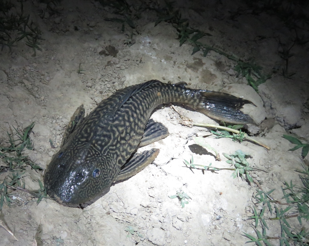 Vermiculated Sailfin Catfish from San Miguelito Jaguar Conservation ...