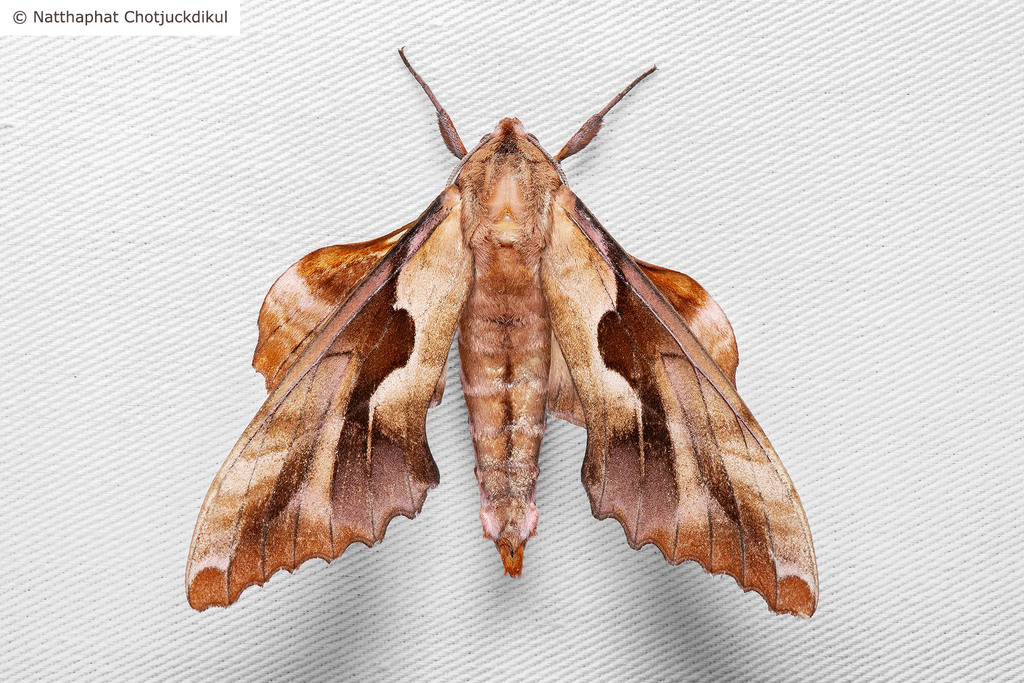 Phyllosphingia dissimilis from Doi Inthanon NP (1600-1700 m ASL) on ...