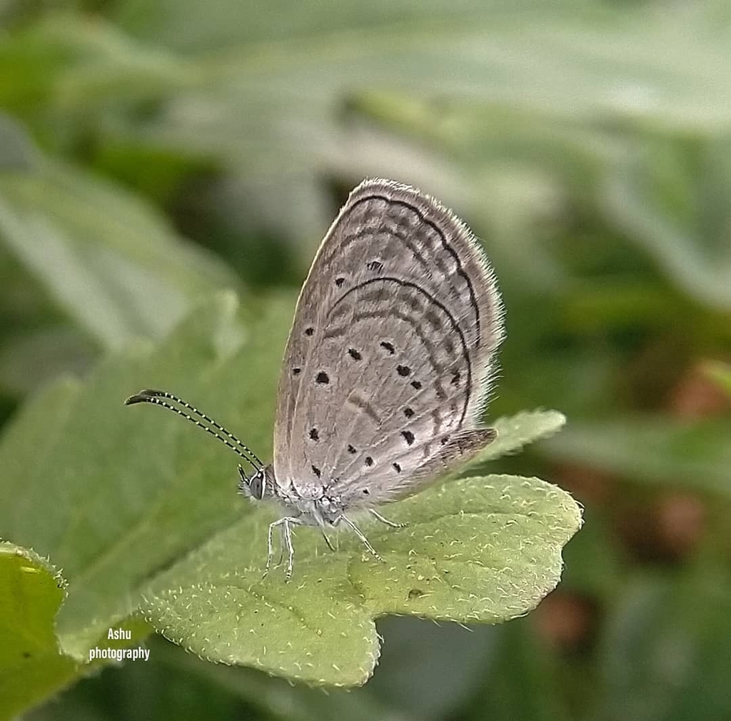 Tiny Grass Blue from Bellary on July 28, 2020 by ashwini h · iNaturalist
