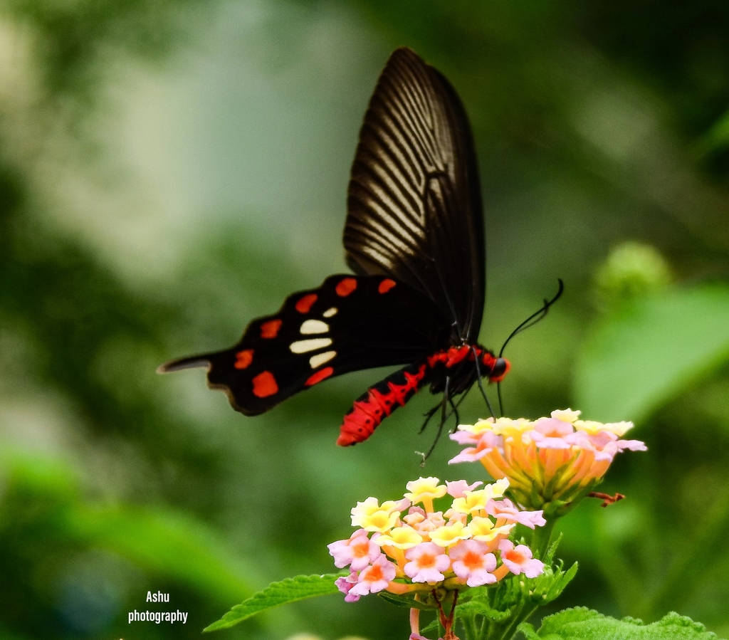Common Rose Swallowtail from Bellary on July 28, 2020 by ashwini h ...
