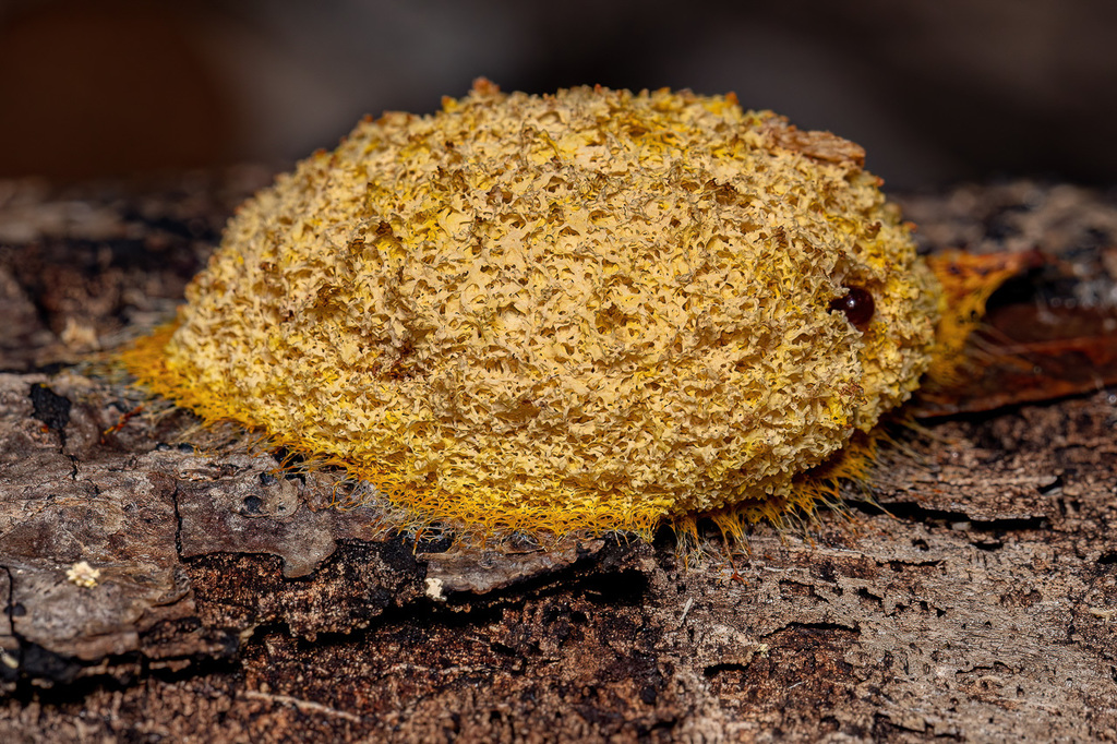 Fuligo from Cassilândia - MS, 79540-000, Brasil on February 18, 2022 at ...