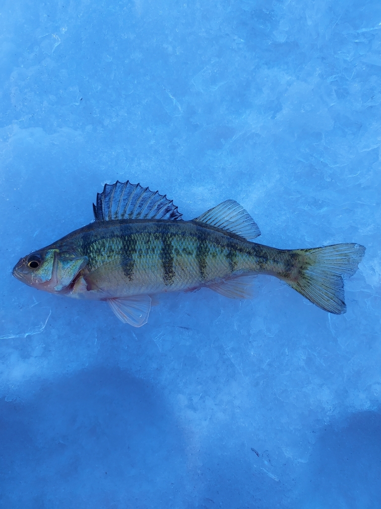 Yellow Perch from Fairmont, MN 56031, USA on February 19, 2022 at 08:55 ...