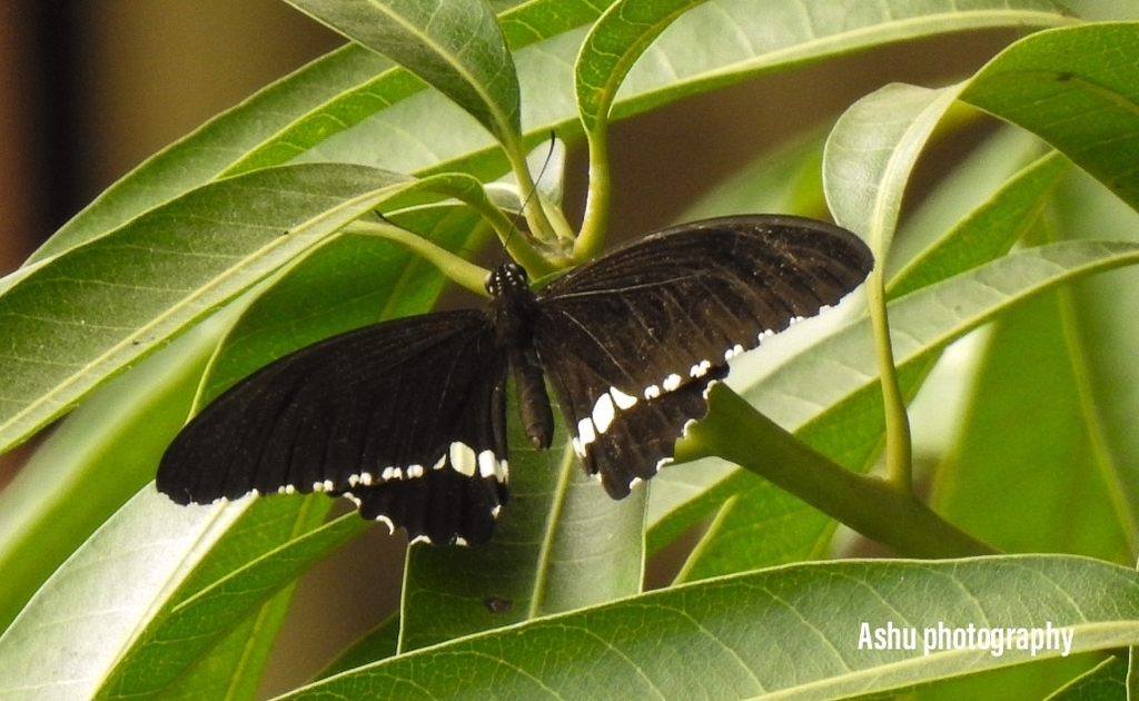 Common Mormon Swallowtail from Bellary on December 02, 2019 at 08:35 PM ...