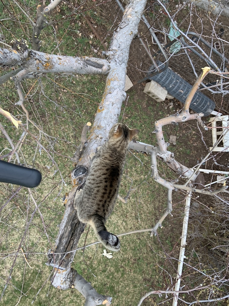 Domestic Cat from E Maple St, Mapleton, UT, US on April 4, 2019 at 07: ...