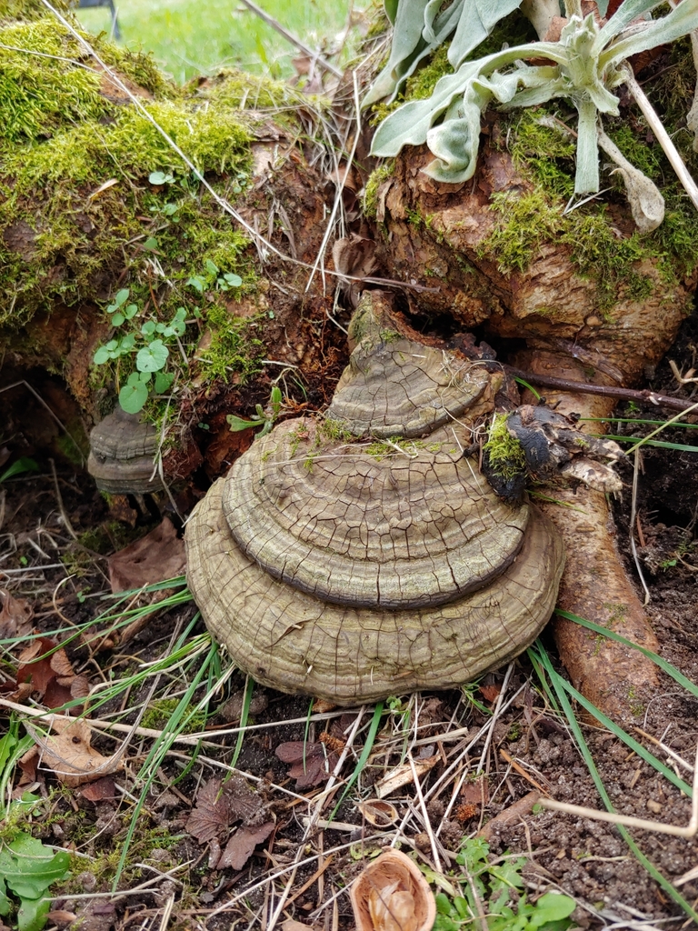 Phellinus from Langley, WA 98260, USA on February 18, 2022 at 02:11 PM ...