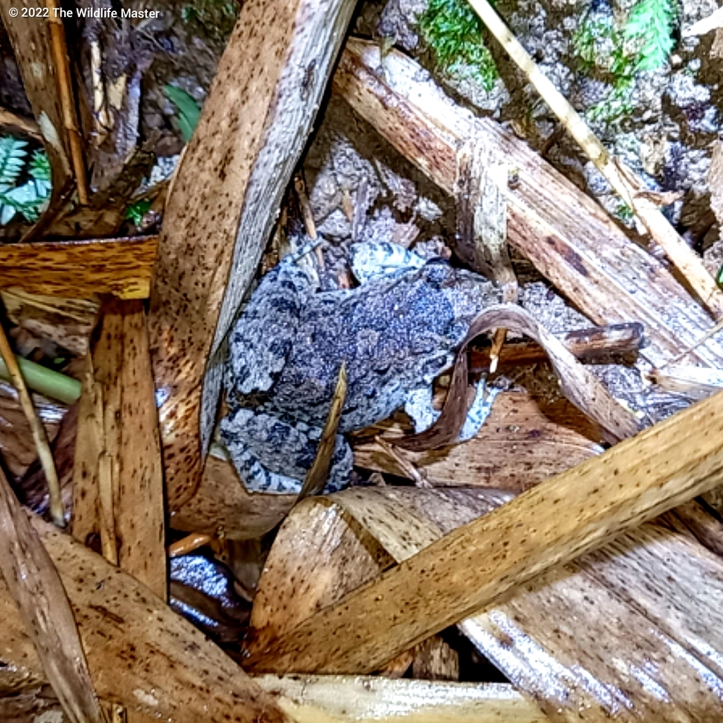 Trinidad Ditch Frog from Sangre Grande Regional Corporation, Trinidad ...