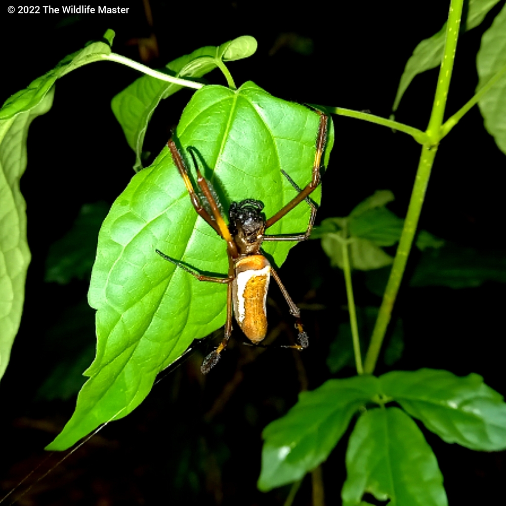 Golden Silk Spider from Sangre Grande Regional Corporation, Trinidad ...