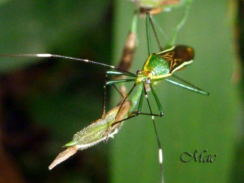 Lyrnessus geniculatus · iNaturalist