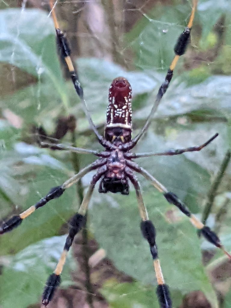 Golden Silk Spider from Birch Park Finger Streets, Fort Lauderdale, FL ...