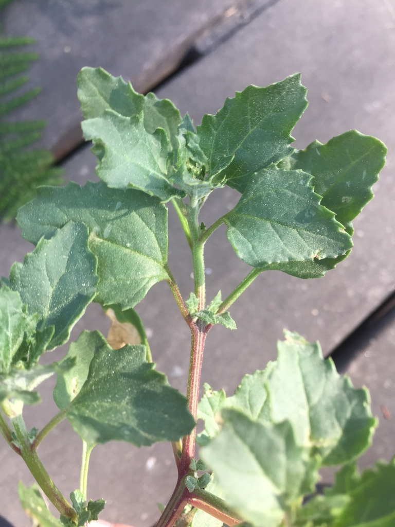 nettle-leaved goosefoot from W Amerige Ave, Fullerton, CA, US on ...