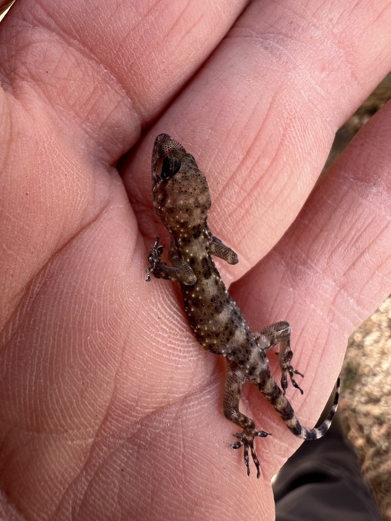 Mediterranean House Gecko in February 2022 by tadamcochran · iNaturalist