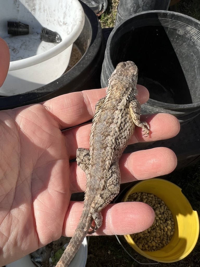 Texas Spiny Lizard in February 2022 by tadamcochran · iNaturalist