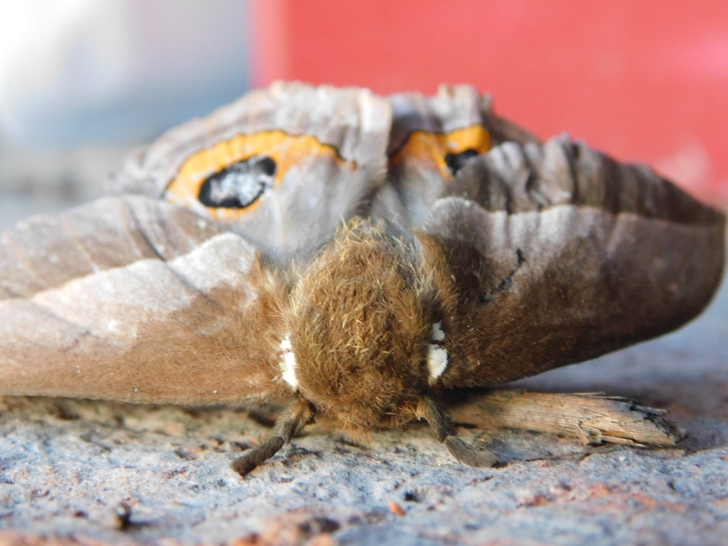 Automeris naranja from Montevideo, n.a354, UY on February 19, 2022 at ...