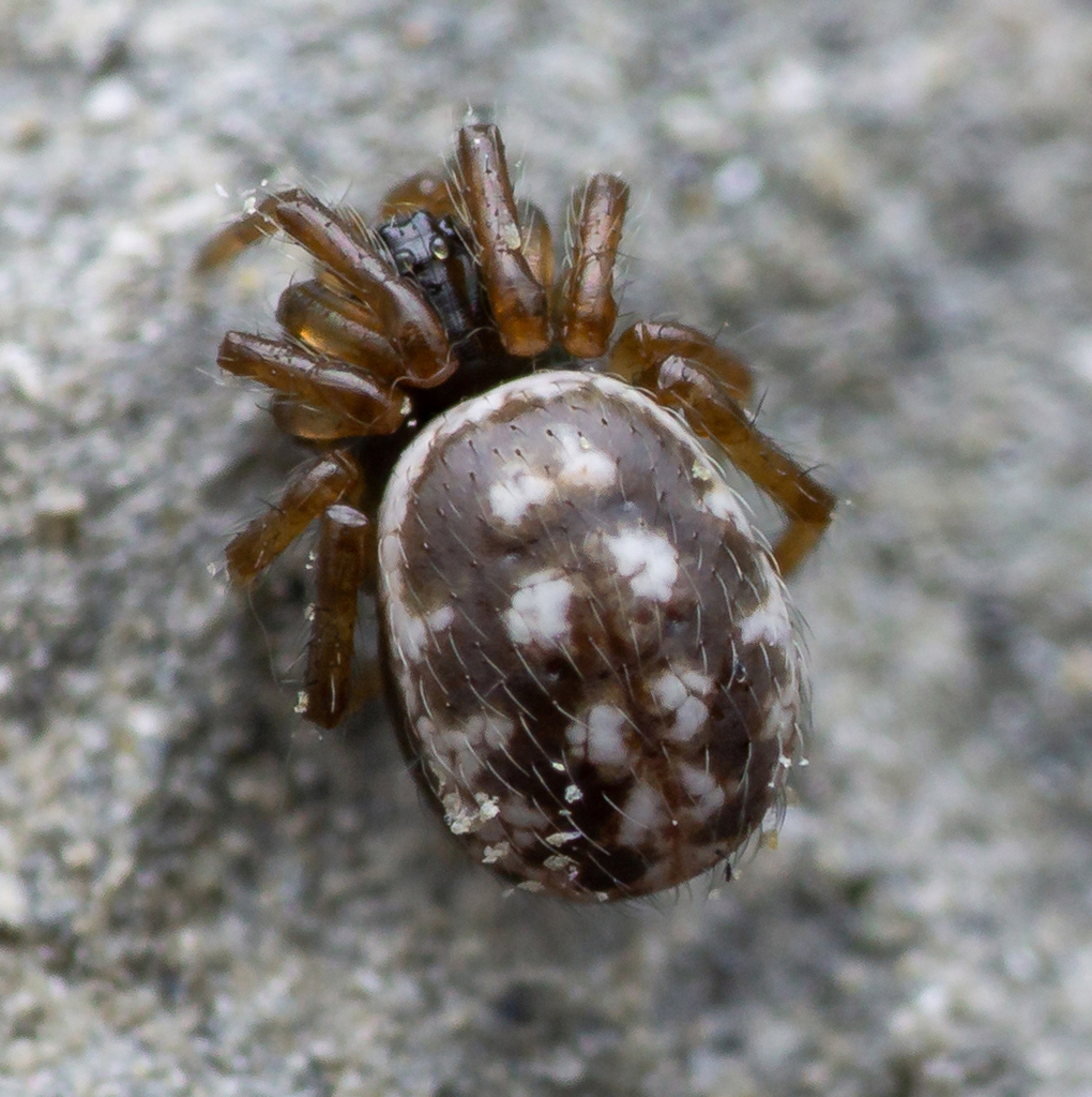 White-spotted False Widow in September 2021 by Benjamin Fabian ...
