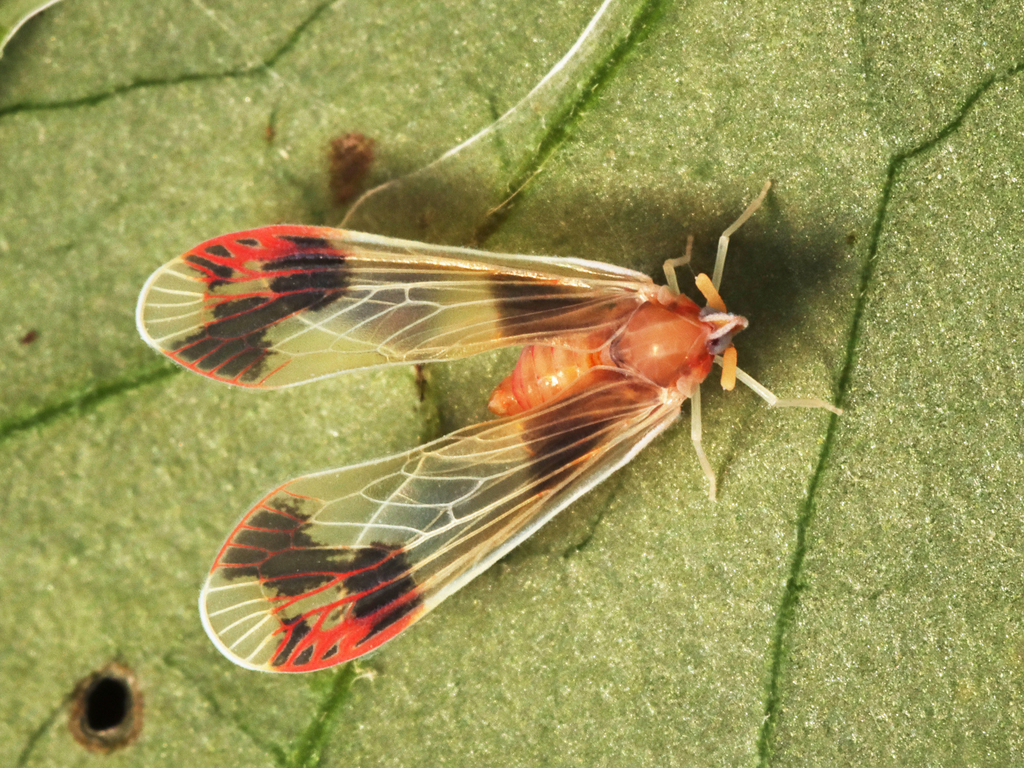 Anotia uhleri from Turkey Point, ON on August 14, 2021 at 03:51 PM by ...