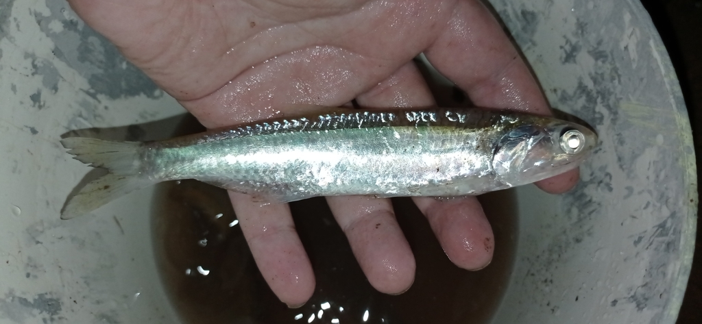 Atlantic Sabretooth Anchovy from San Martín, Corrientes, Argentina on ...
