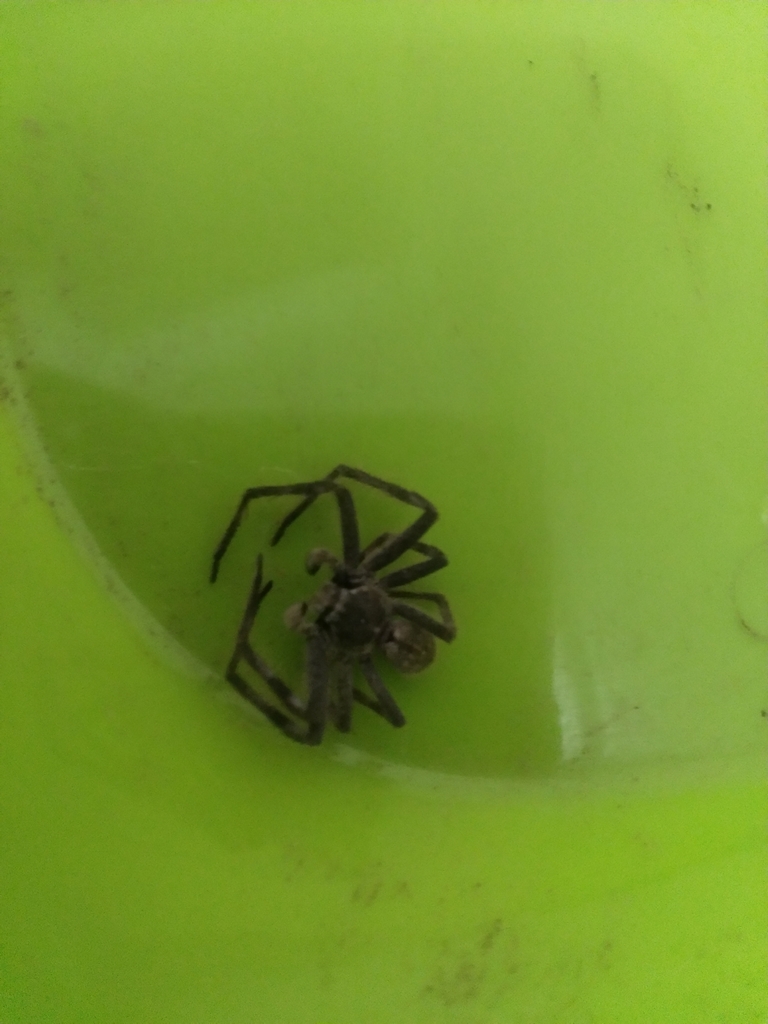 Victorian Huntsman Spider in February 2022 by splatt20 · iNaturalist