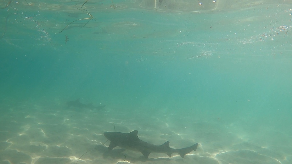 Leopard Shark from North Pacific Ocean, CA, US on February 19, 2022 at ...