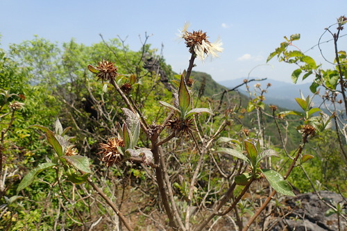 Leucomeris decora · iNaturalist