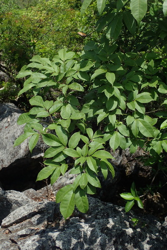 Fraxinus floribunda · iNaturalist