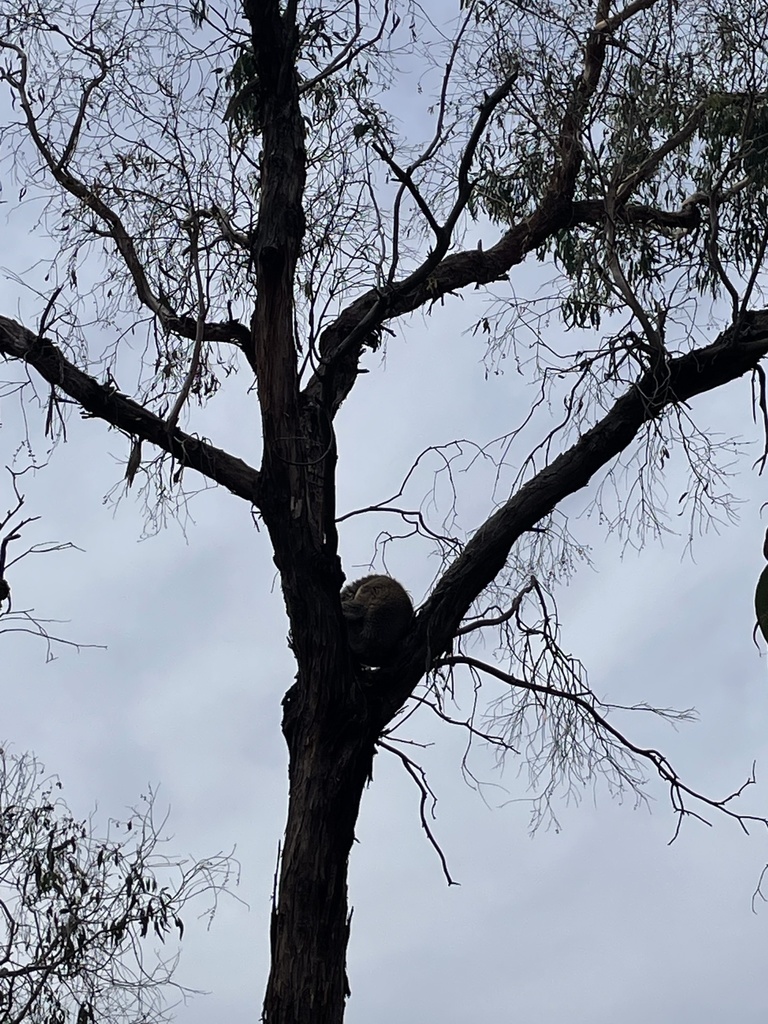 Koala in February 2022 by Andrea Dunkley · iNaturalist