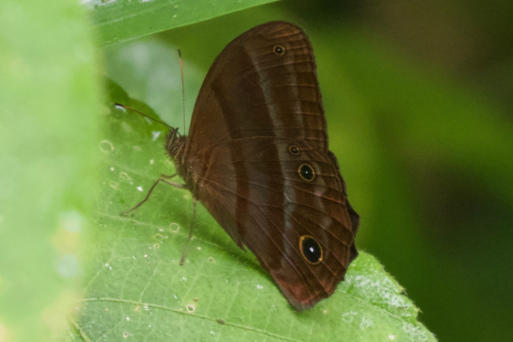 Satyrotaygetis tiessa from Unnamed Rd,, El Valle de Antón, Panama on ...