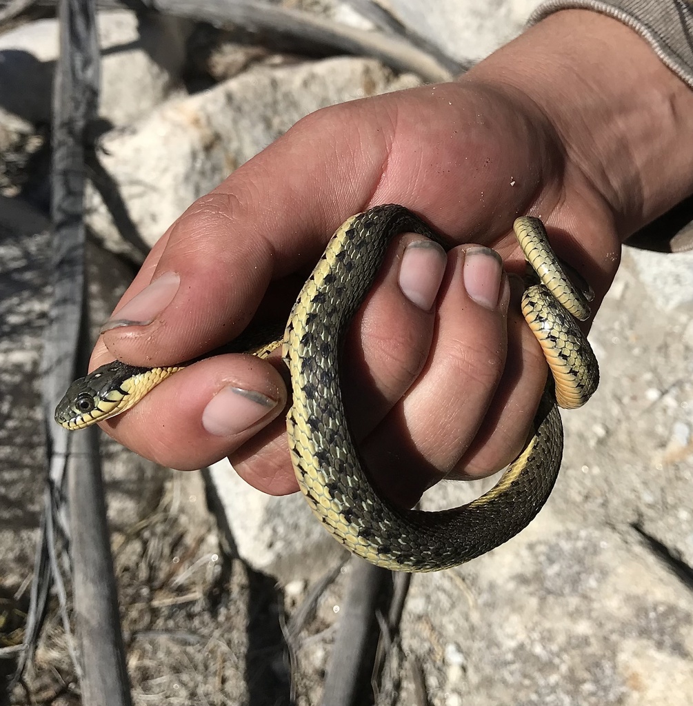Two-striped Garter Snake from Mexicali, BC, MX on February 19, 2022 at ...