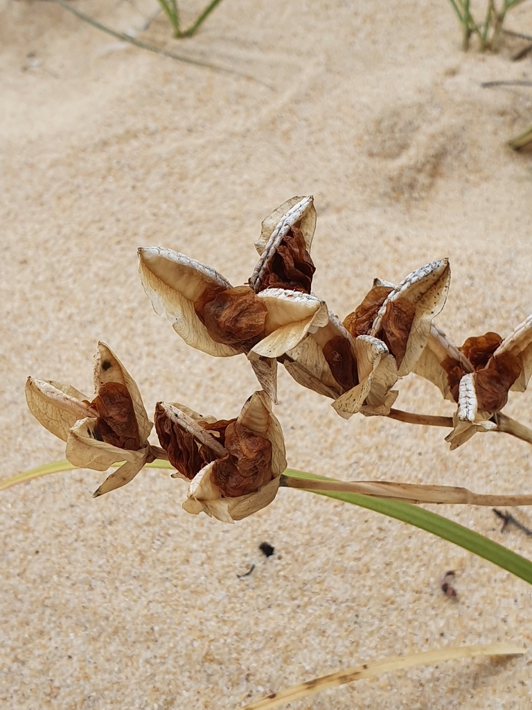 coastal gladiolus from Wallaga Lake NSW 2546, Australia on February 17 ...