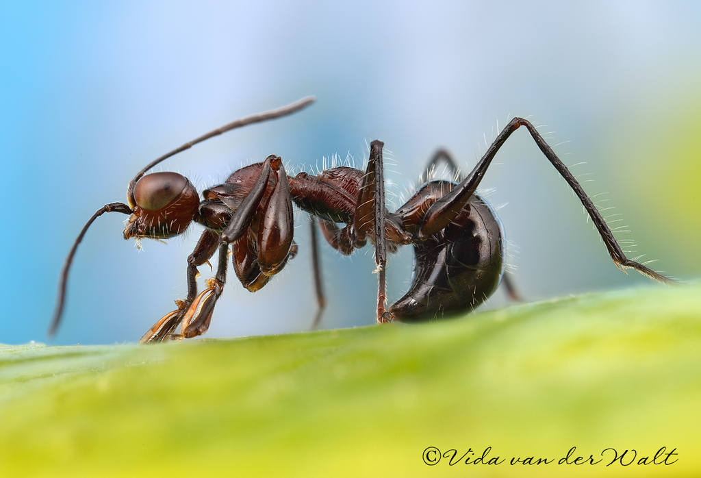 Gonatopus in April 2018 by vida van der walt. ID confirmed by Dr Simon ...