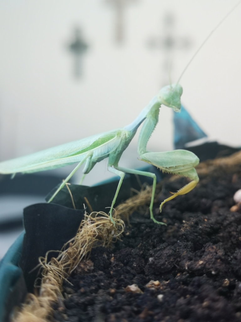 Wide-armed Mantis from Erongo Region, Namibia on January 2, 2022 at 12: ...