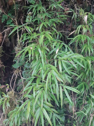 Chusquea mulleri (Chusquea mulleri)