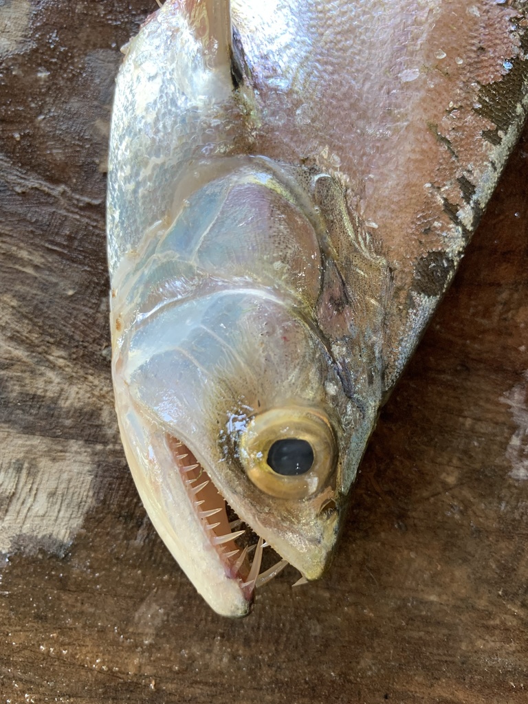 Biara from Marabá, PA, BR on February 20, 2022 at 10:37 AM by Luiz ...