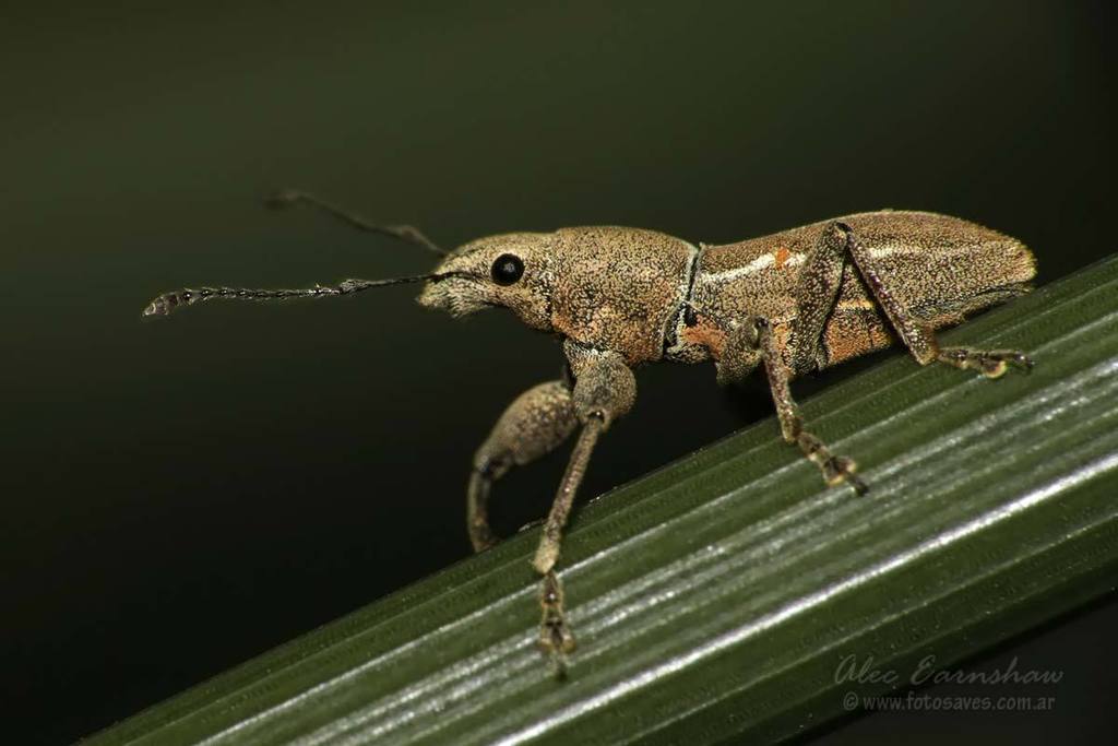 Naupactus dissimulator from Acassuso, Provincia de Buenos Aires ...