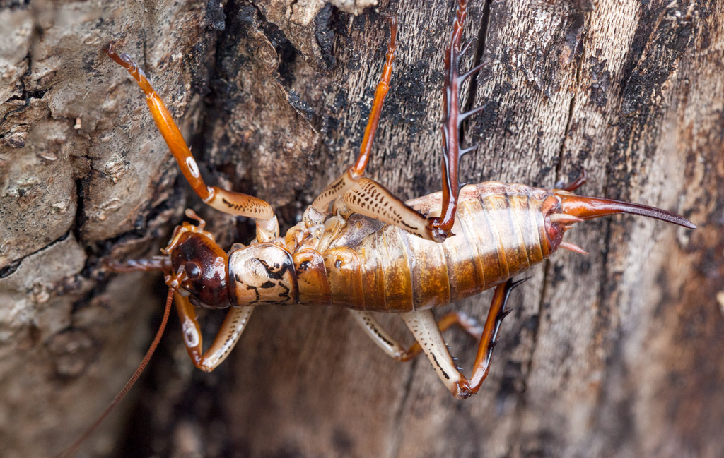 Auckland Tree Weta from Titirangi, Auckland on May 3, 2015 by gus320 ...