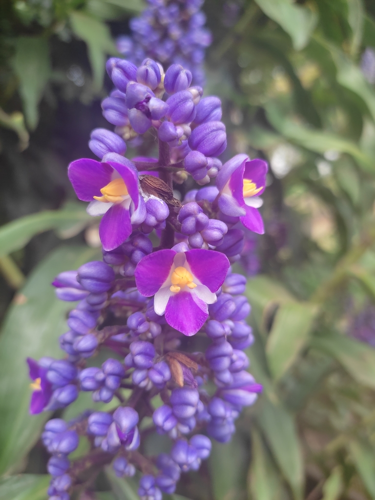 Blue ginger from Passo do Sobrado - RS, Brasil on February 20, 2022 at ...