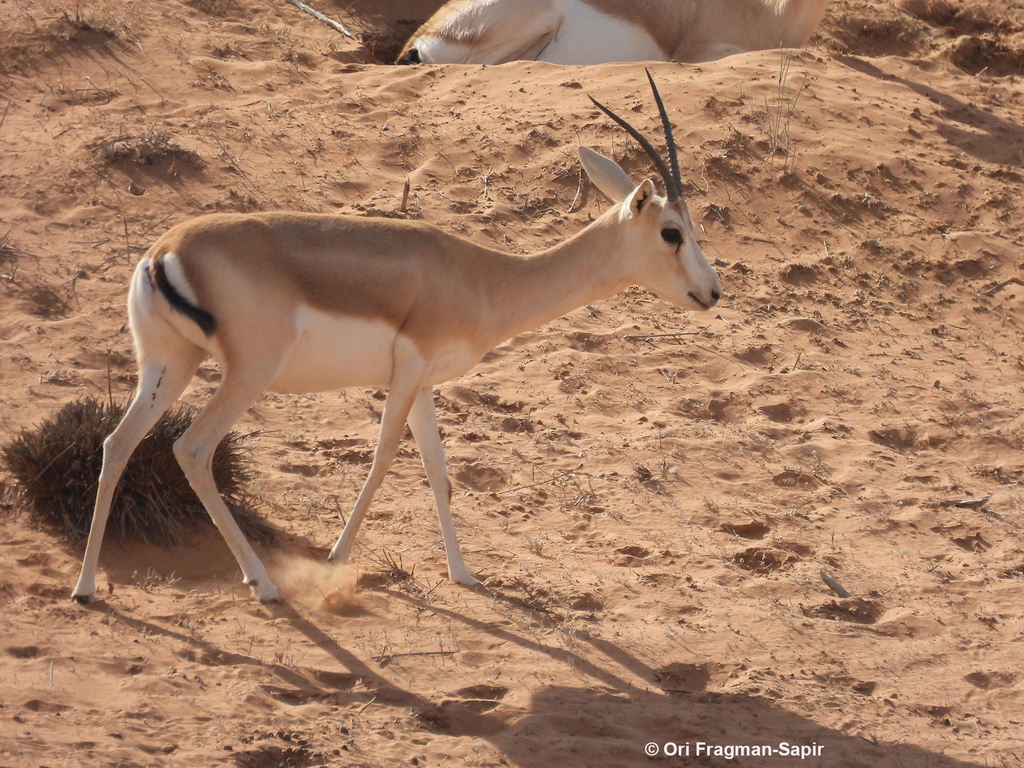 Sand Gazelle in February 2022 by Ori Fragman-Sapir · iNaturalist