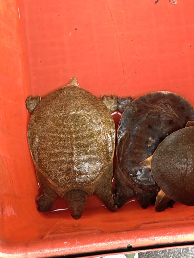 Chinese softshell turtles from Changsha, CN-HN, CN on February 20, 2022 ...