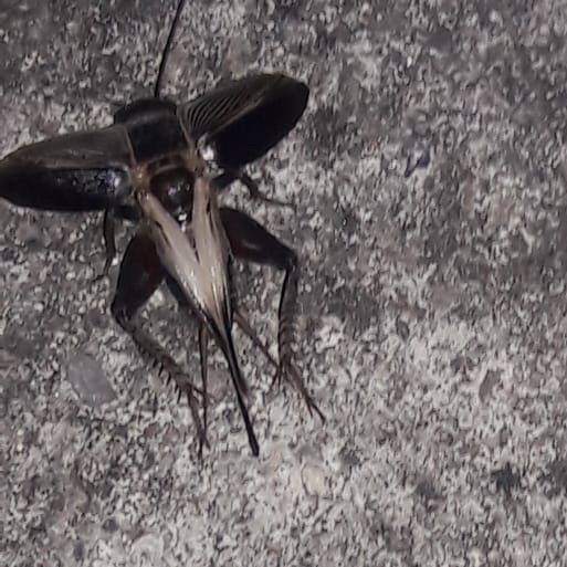 Gryllus from Acesso Público, São Gonçalo, RJ, BR on February 20, 2022 ...