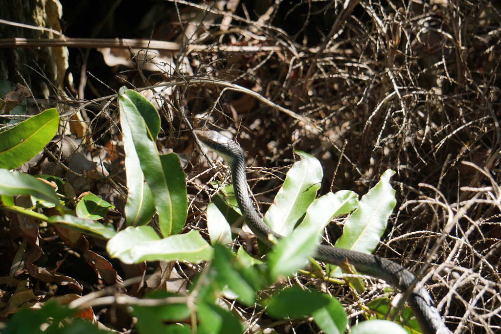 Southern Black Racer from Melbourne Beach, FL, US on February 20, 2022 ...