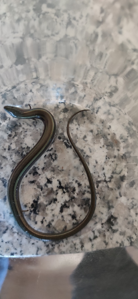 Chalcides chalcides vittatus from 08045 Lanusei NU, Italia on February ...